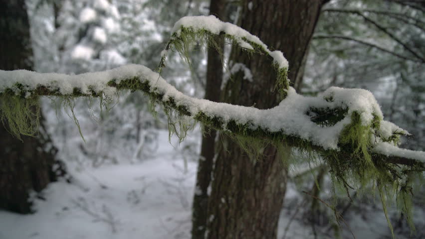 Stock video of pacific northwest forest lichen 4k uhd. | 22981402 ...