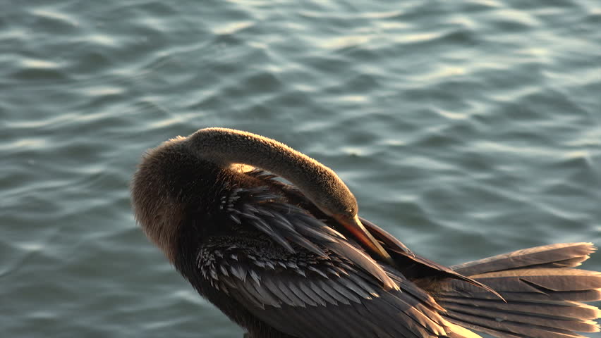 Anhinga Bird image - Free stock photo - Public Domain photo - CC0 Images