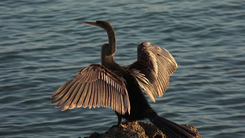 Anhinga image - Free stock photo - Public Domain photo - CC0 Images