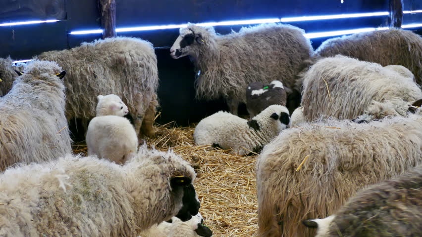 Veluwe Heath Sheep, Ram Mounting Ewe. For Centuries Sheep Have Grazed ...