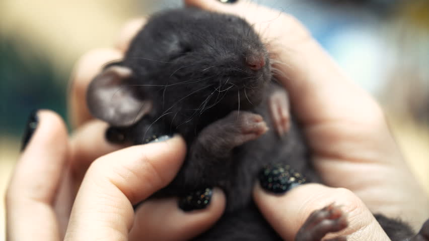 Beautiful Lovely Girl Holds a Stock Footage Video (100% Royalty-free ...