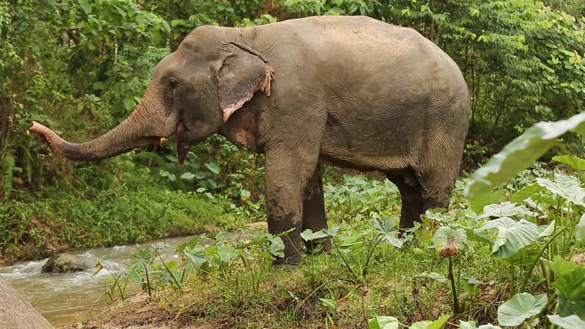 Philippine Water Buffalo Locally Known As Carabao Sitting In A Shady ...