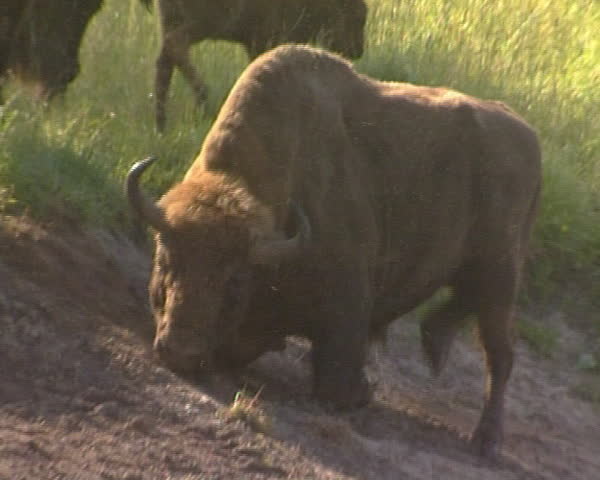 Bison Scratching Wallows On Side. Stock Footage Video (100% Royalty ...