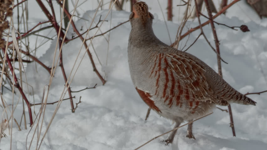 A Brace Of Grey Partridge Struggle To Find Food In Snow Covered Stubble ...