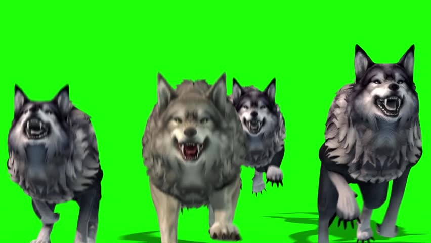 Herd of Wolves Run Front Stock Footage Video (100% Royalty-free ...