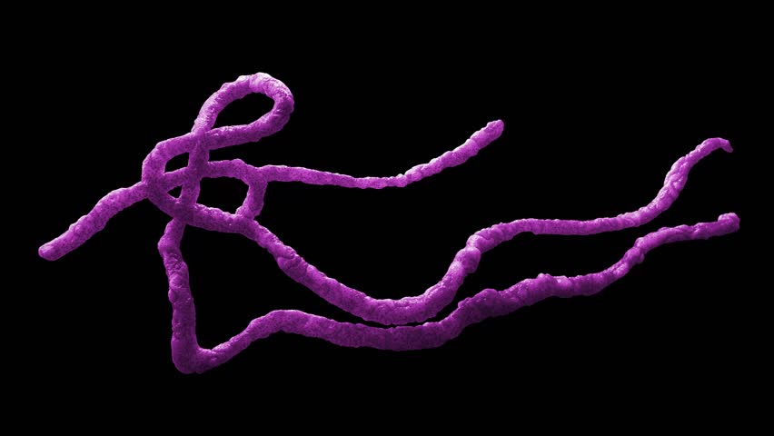 Ascaris Under The Microscope, Background (Ascaris Lumbricoides) Stock ...