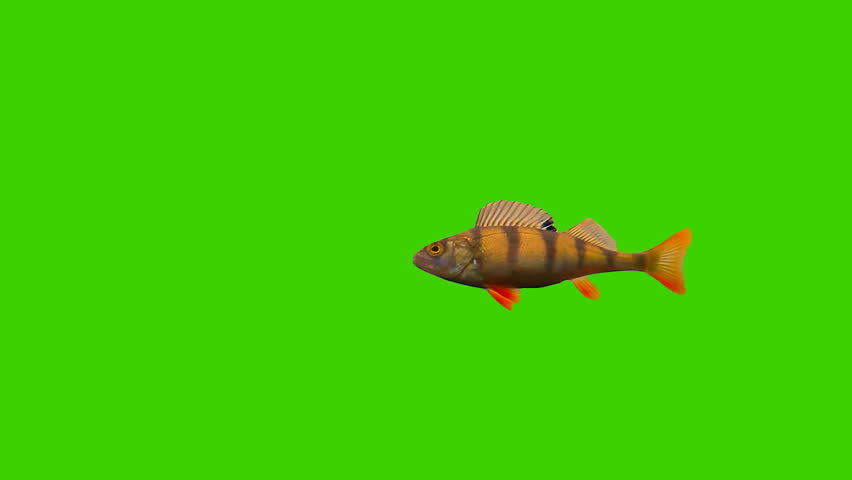 Elegant Goldfish Swimming On Green Screen Stock Footage Video 9544559 ...