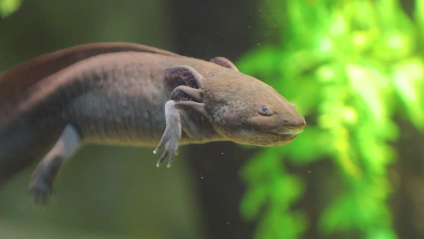 Brown Color Axalotl On The Ground Looking Into Something. The Axolotl ...