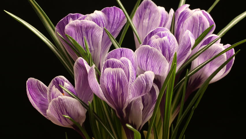 Flower Blooming Beautiful Spring Time Lapse On Black Background Stock ...