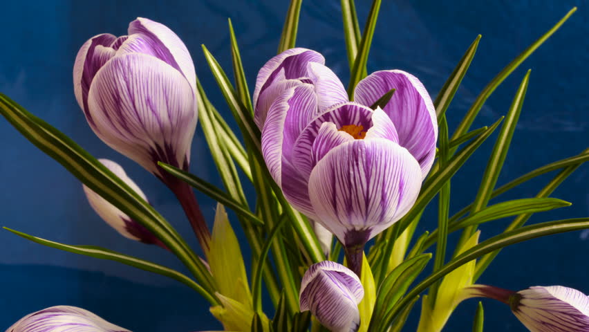 Flower Blooming Beautiful Spring Time Lapse On Black Background Stock ...