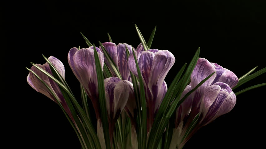 Flower Blooming Beautiful Spring Time Lapse On Black Background Stock ...