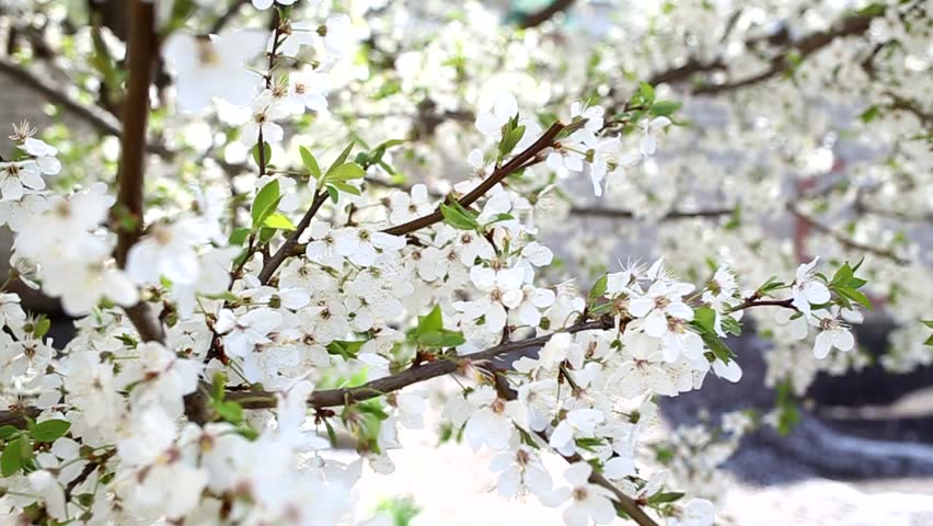 Beautiful Spring Trees in Blossoms Stock Footage Video (100% Royalty ...