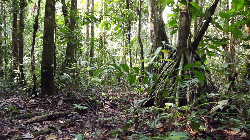 Walking Around A Tree With Stilt Roots In Rainforest, Ecuador. Stock ...