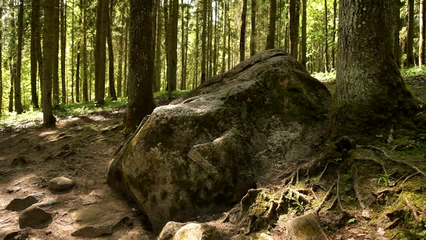 Stones In Forest Pokaini. Magic Mystery Forest In Latvia, Mysterious ...