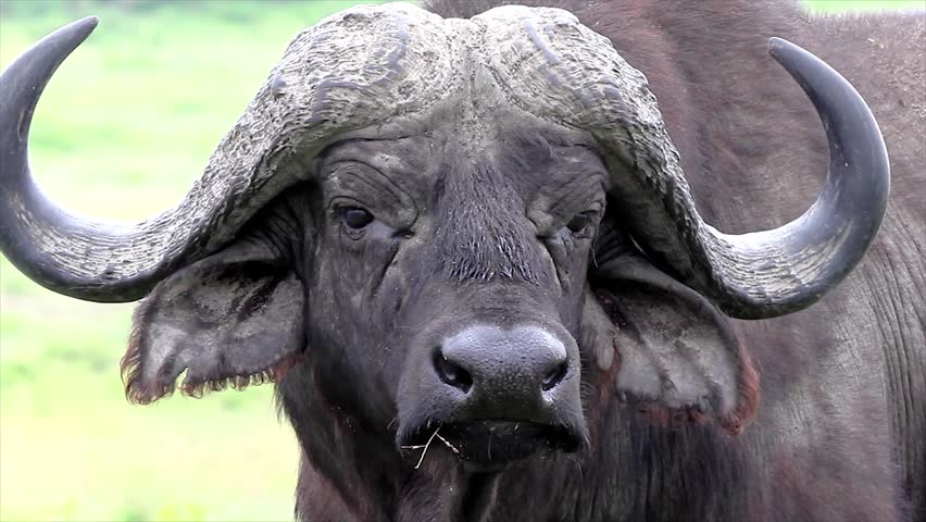 Buffalo With Ox-pecker In It's Ear Stock Footage Video 1706770 ...