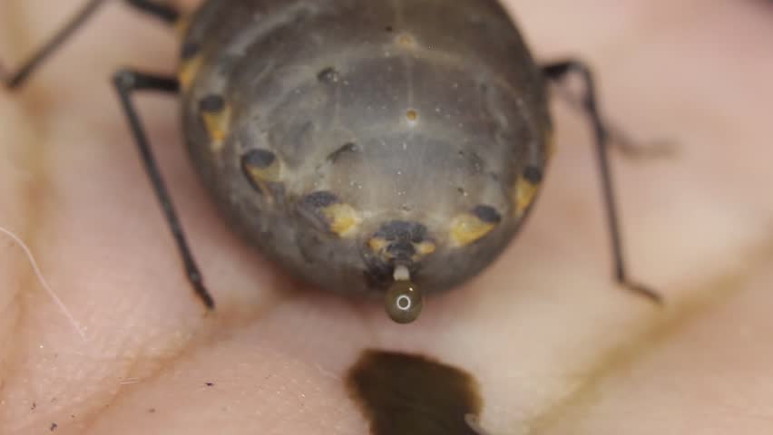 Chagas Bug Excreting On Human Stock Footage Video (100% Royalty-free ...