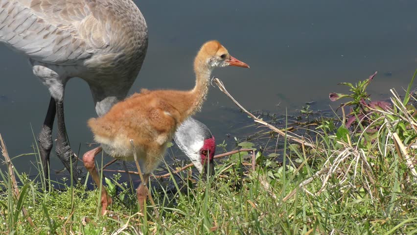 Close up of a Crane Bird image - Free stock photo - Public Domain photo ...