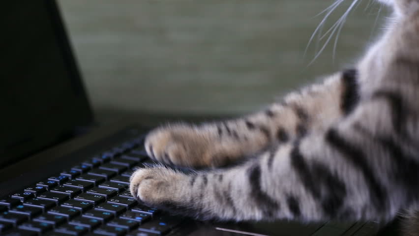 Cat Is Typing Text On A Laptop Stock Footage Video 18089152 | Shutterstock