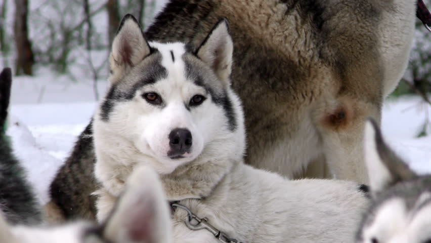 Dog on a Chain Leash image - Free stock photo - Public Domain photo ...