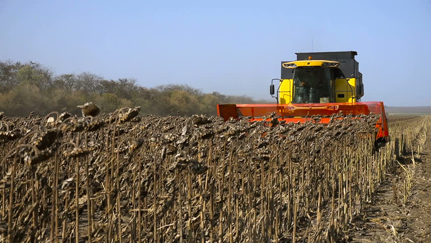 Combine Harvester And Sunflower ; Combine Harvester In The Field During ...