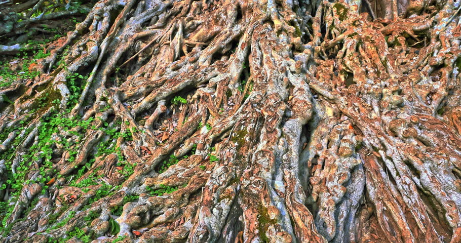 Roots Of A Large Tree Close-up. Stock Footage Video 34806193 | Shutterstock