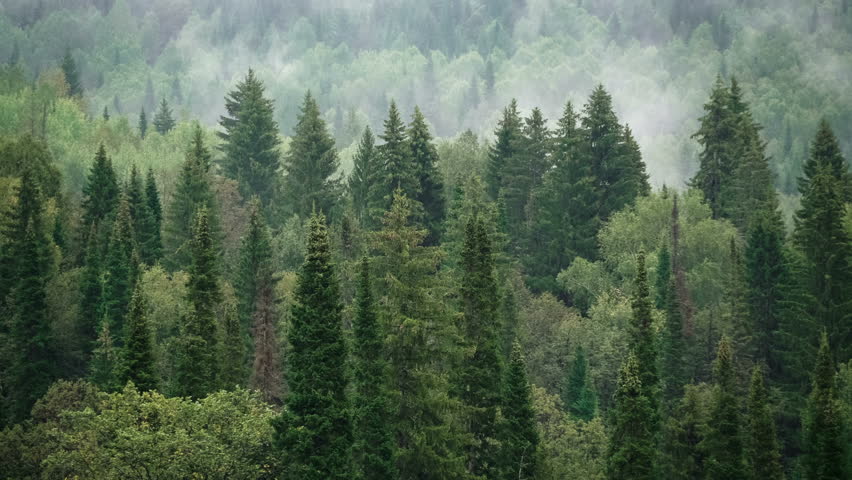 Tops Of Firs. Mountain Pine Forest. Grey Sky. Sunlight Through The ...