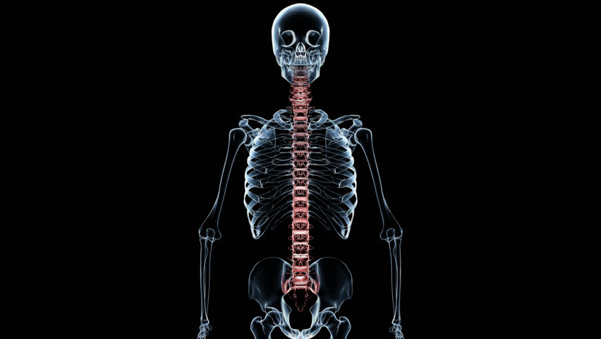High Resolution And Highly Detailed 3D Skeleton X-ray Rotating. Stock ...