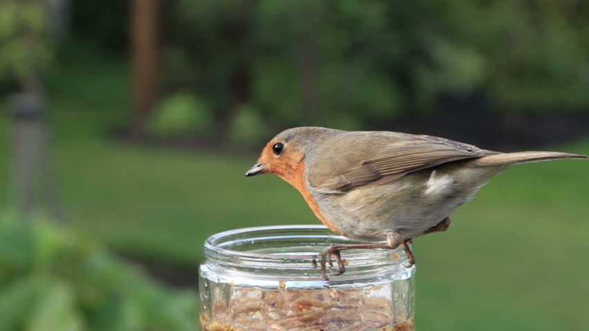 Robin Eating Mealworms image - Free stock photo - Public Domain photo ...