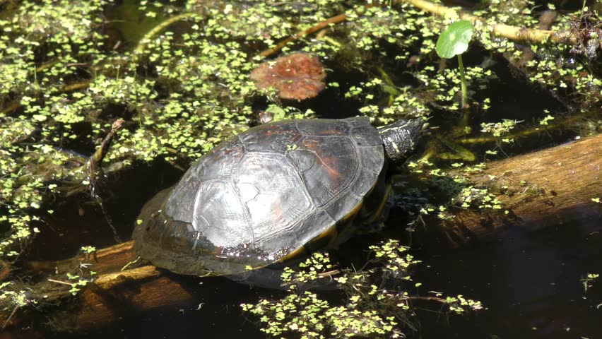 Red Bellied Turtle image - Free stock photo - Public Domain photo - CC0 ...