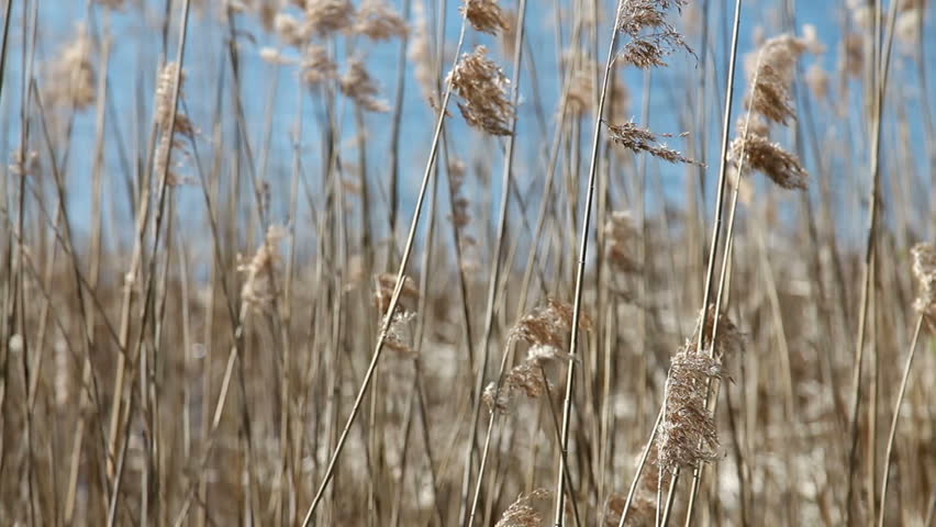 Wind Blowing In The Cane Reed On A Sunny Spring Day. 1920x1080, 1080p ...