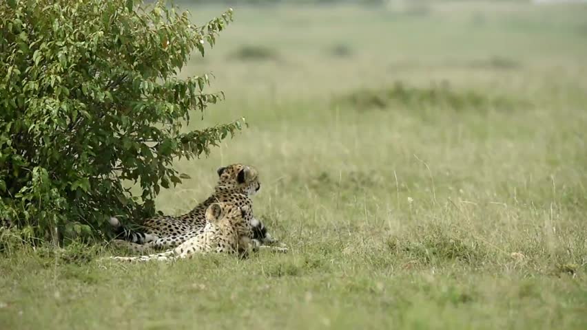 Cheetah Cubs image - Free stock photo - Public Domain photo - CC0 Images