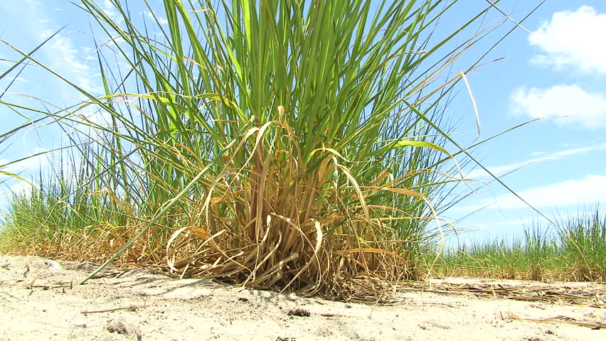 Reeds Blowing In The Wind 1 Stock Footage Video 5386931 | Shutterstock