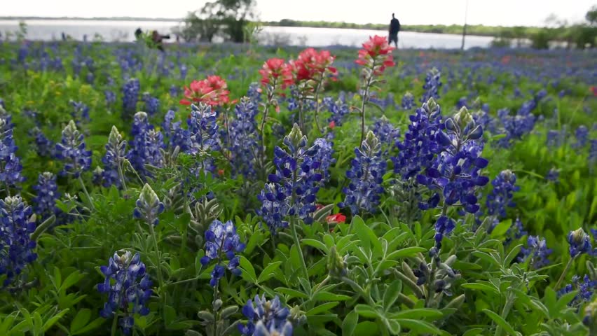 Texas Bluebonnet In Bloom. Field Close Up. State Flower Of Texas. Blue ...