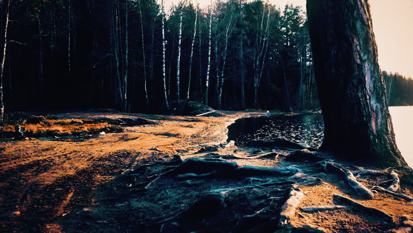 Dark Forest Lake Stock Footage Video (100% Royalty-free) 26788432 ...