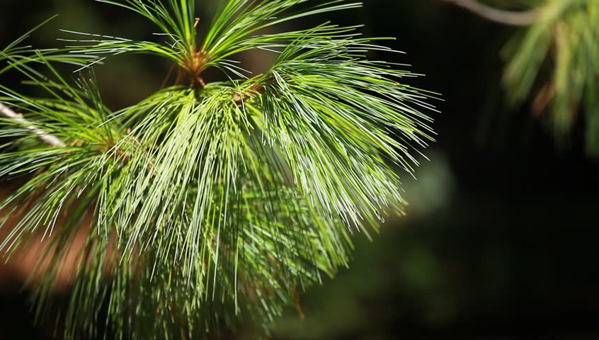 Green Pain Tree Leaves In The Wind. Stock Footage Video 2557913 ...