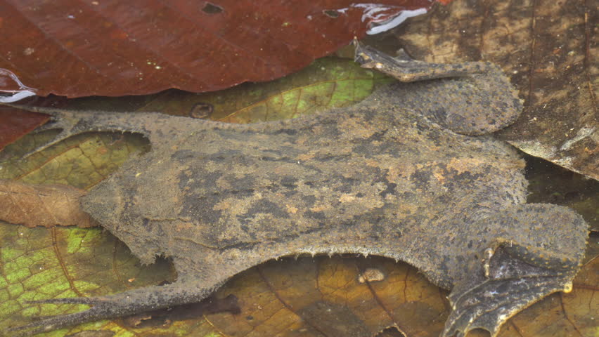 Suriname Toad (Pipa Pipa). In A Shallow Pond In The Ecuadorian Amazon ...