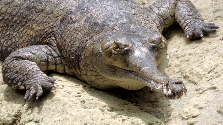 Stock video of gharial (gavialis gangeticus) critically endangered ...