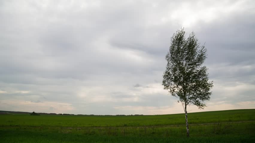 Four Seasons Tree Time Lapse Loop Stock Footage Video 2443682 ...