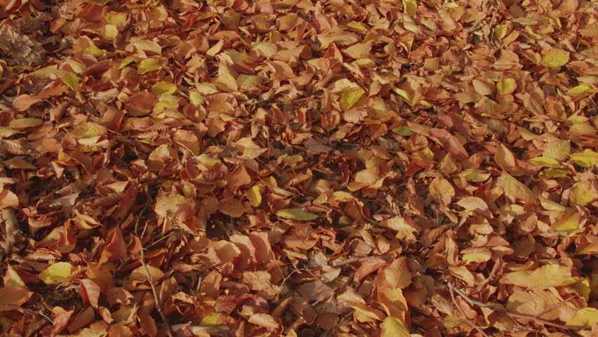 Leafy Autumn forest floor image - Free stock photo - Public Domain ...