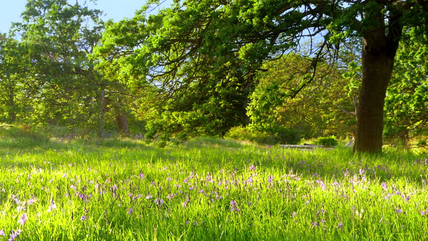 4K Dirt Path In Tall Green Field Grass, Outdoor Park Landscape, Spring ...