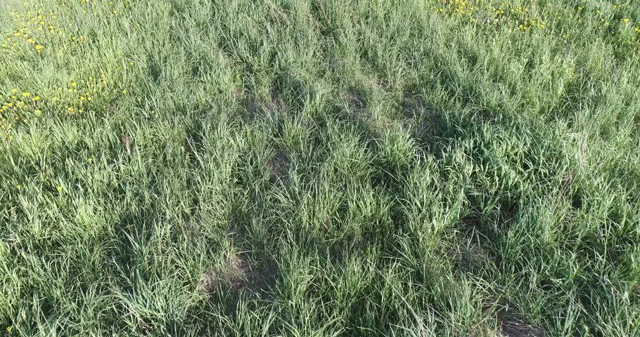 AERIAL: Marijuana Field Stock Footage Video 3596345 | Shutterstock