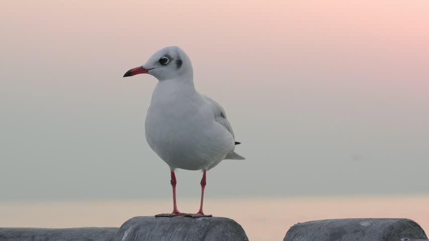 Seagull Sitting On Sailboat Railing Enjoying The Ride Stockvideos ...
