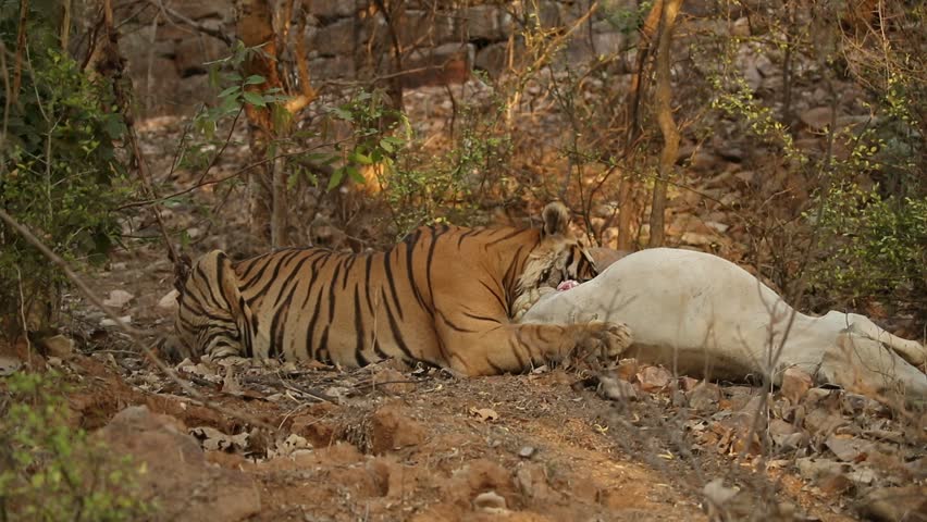 คลิปวิดีโอสต็อกของ Tiger in the nature habitat. Tiger male | Shutterstock
