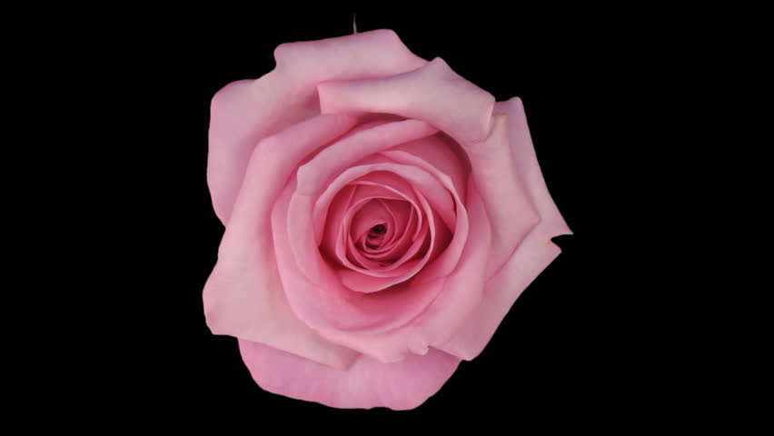 Time-lapse Of Opening Pink "Blushing Akito" Rose 3x1 In .PNG+ Format ...