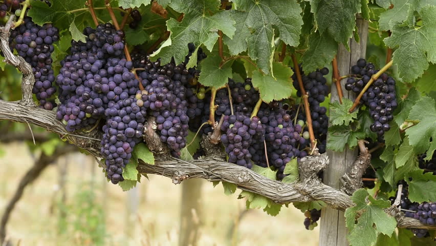 Ripe Purple Grapes Growing and Stock Footage Video (100% Royalty-free ...