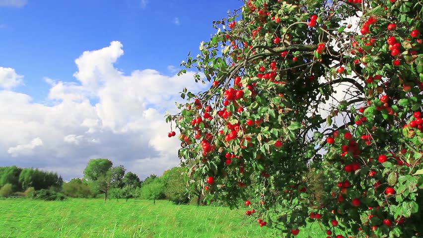 Apple Tree with Ripe Apples Stock Footage Video (100% Royalty-free ...