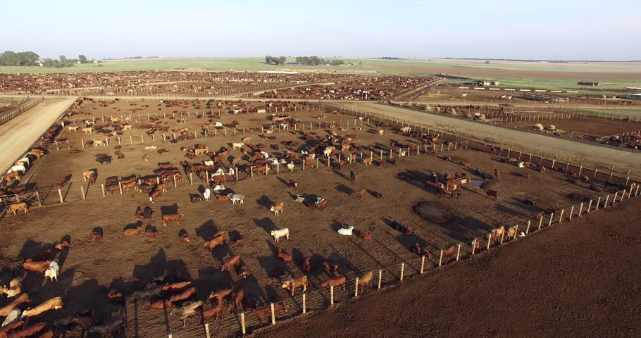 Feedlot Stock Video Footage - 4K and HD Video Clips | Shutterstock