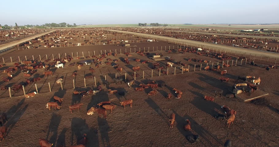 Stock Video Clip of Aerial view of a cattle feedlot | Shutterstock