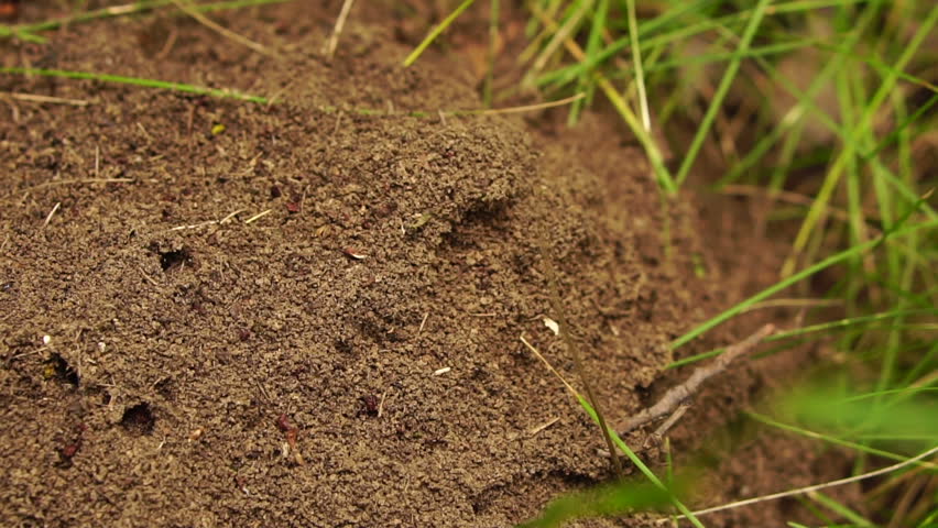 A Small Forest Anthill. Slow Stock Footage Video (100% Royalty-free ...