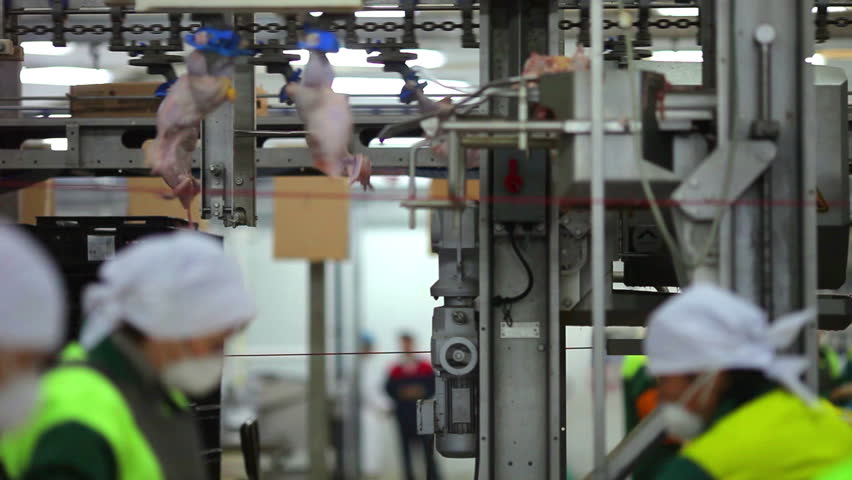 Poultry Processing Plant Stock Footage Video (100% Royalty-free ...